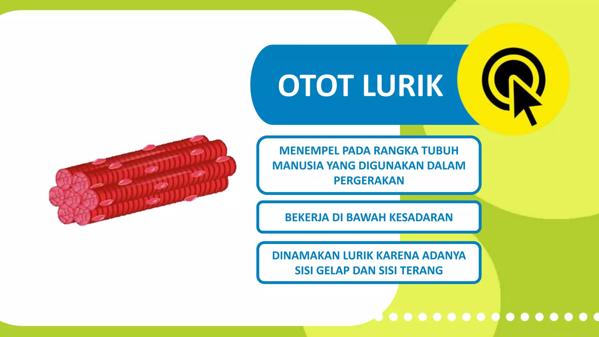 Organ gerak hewan dan manusia - macam macam otot manusia | smartpoint ...