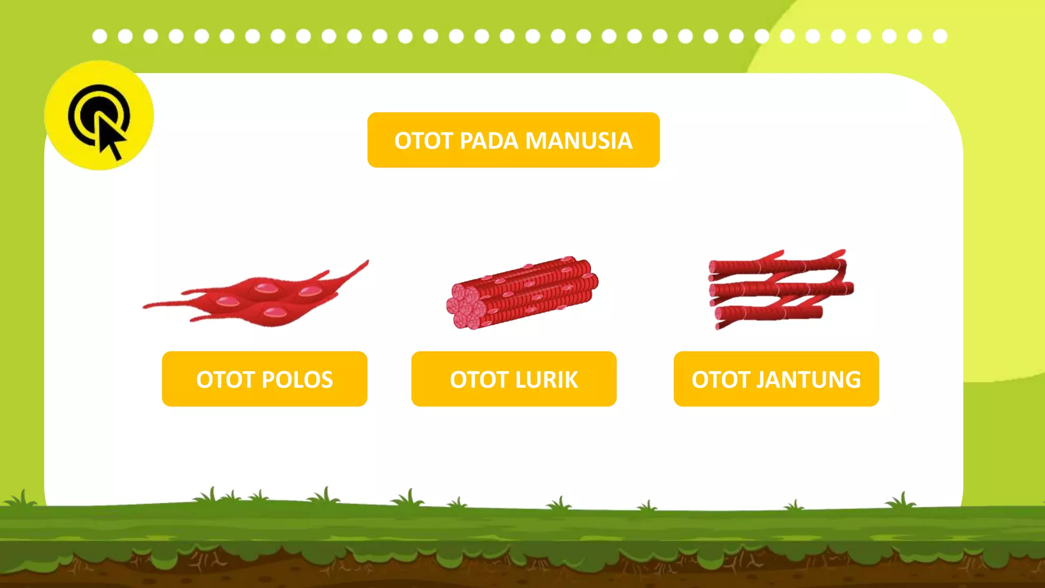 Organ gerak hewan dan manusia - macam macam otot manusia | smartpoint ...