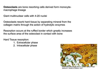 teeth shedding of the teeth dheedding.ppt