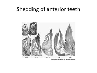 teeth shedding of the teeth dheedding.ppt