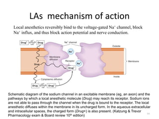 ANESTESICOS LOCALES | PPT