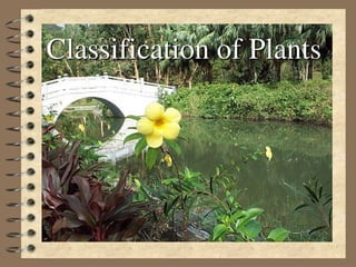 Classification of plant that flowering and non flowering plant etc | PPTX