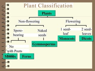 Classification of plant that flowering and non flowering plant etc | PPTX
