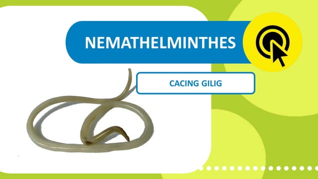 organ gerak hewan dan manusia - mengenal hewan avertebrata | smartpoint ...