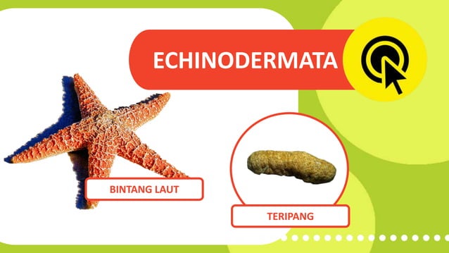 organ gerak hewan dan manusia - mengenal hewan avertebrata | smartpoint ...