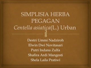 Simplisia herba pegagan 13945080. Pptxdd | PPT