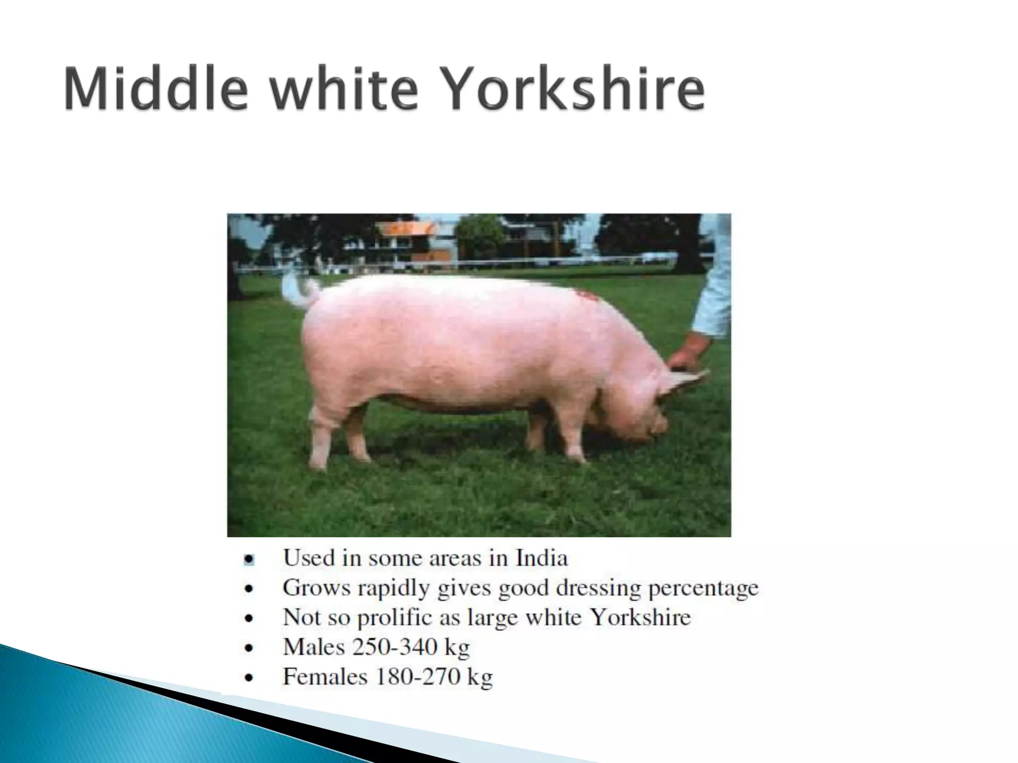 PIGGERY ALL DETAIL | PPTX