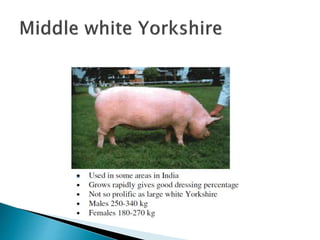 PIGGERY ALL DETAIL | PPTX