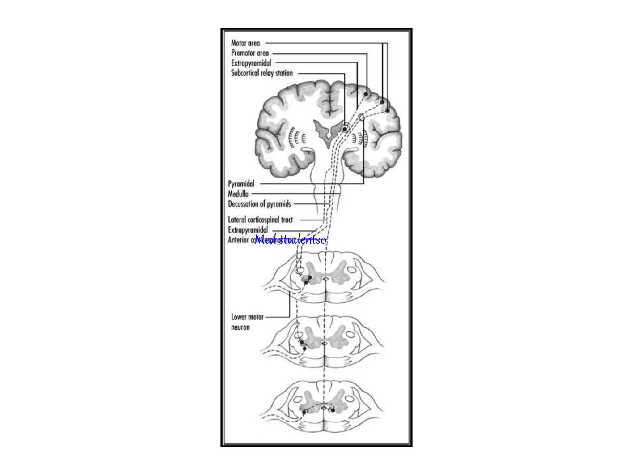 pyramidal, extrapyramidal pathways | PPT