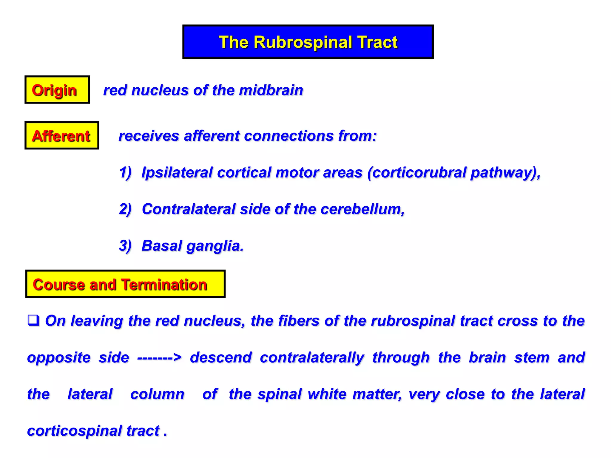 pyramidal, extrapyramidal pathways | PPT