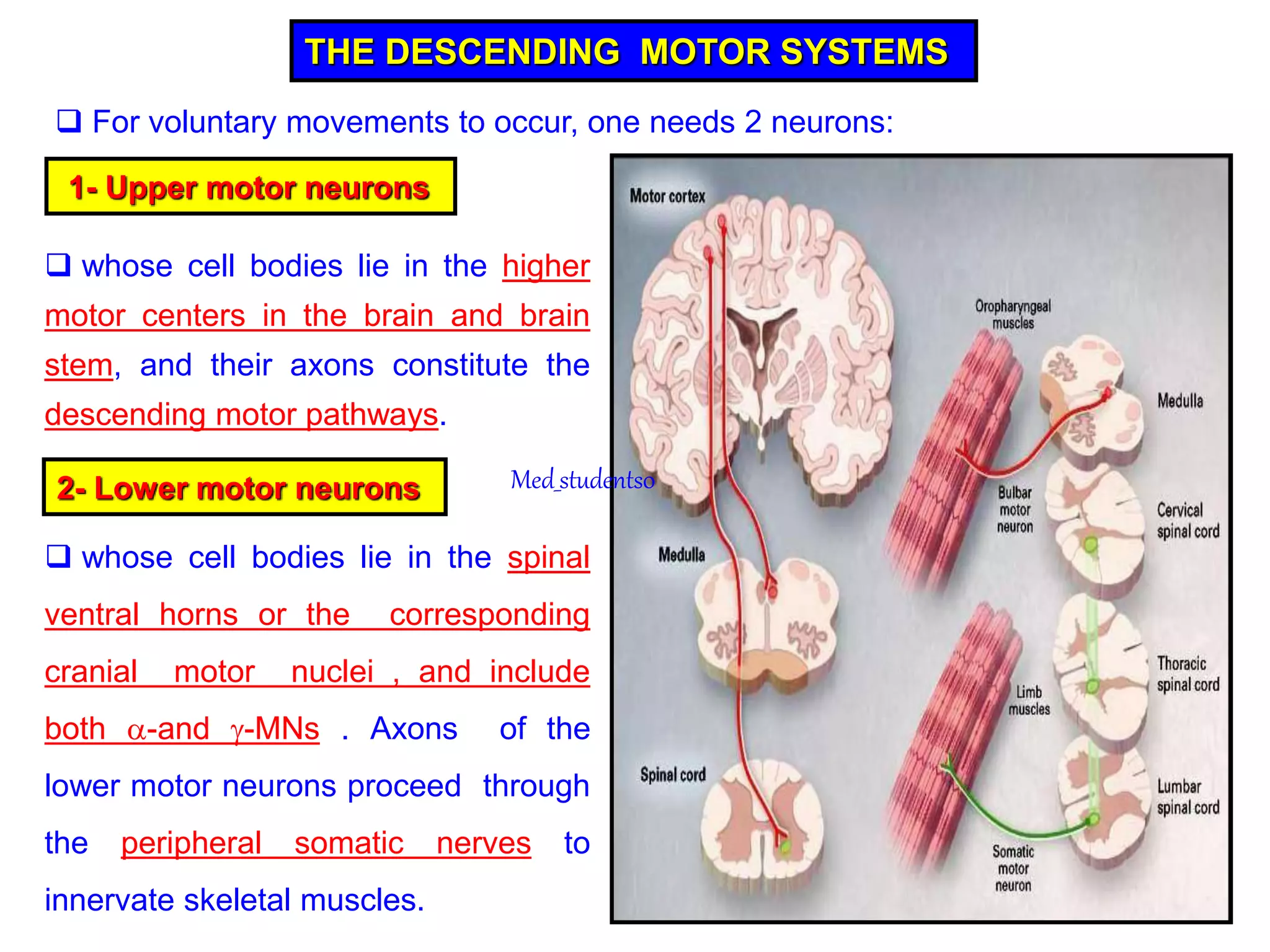 pyramidal, extrapyramidal pathways | PPT