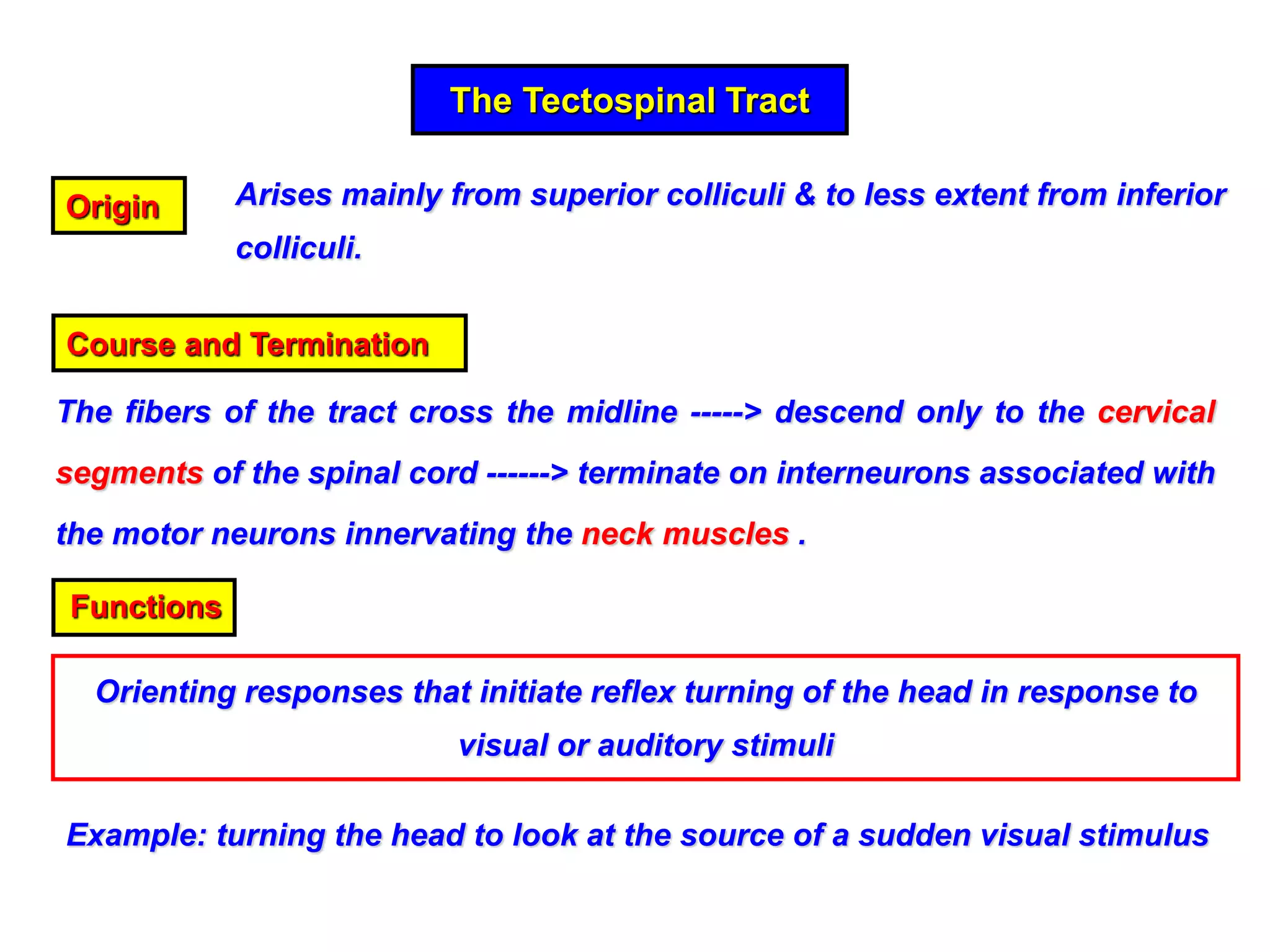 pyramidal, extrapyramidal pathways | PPT