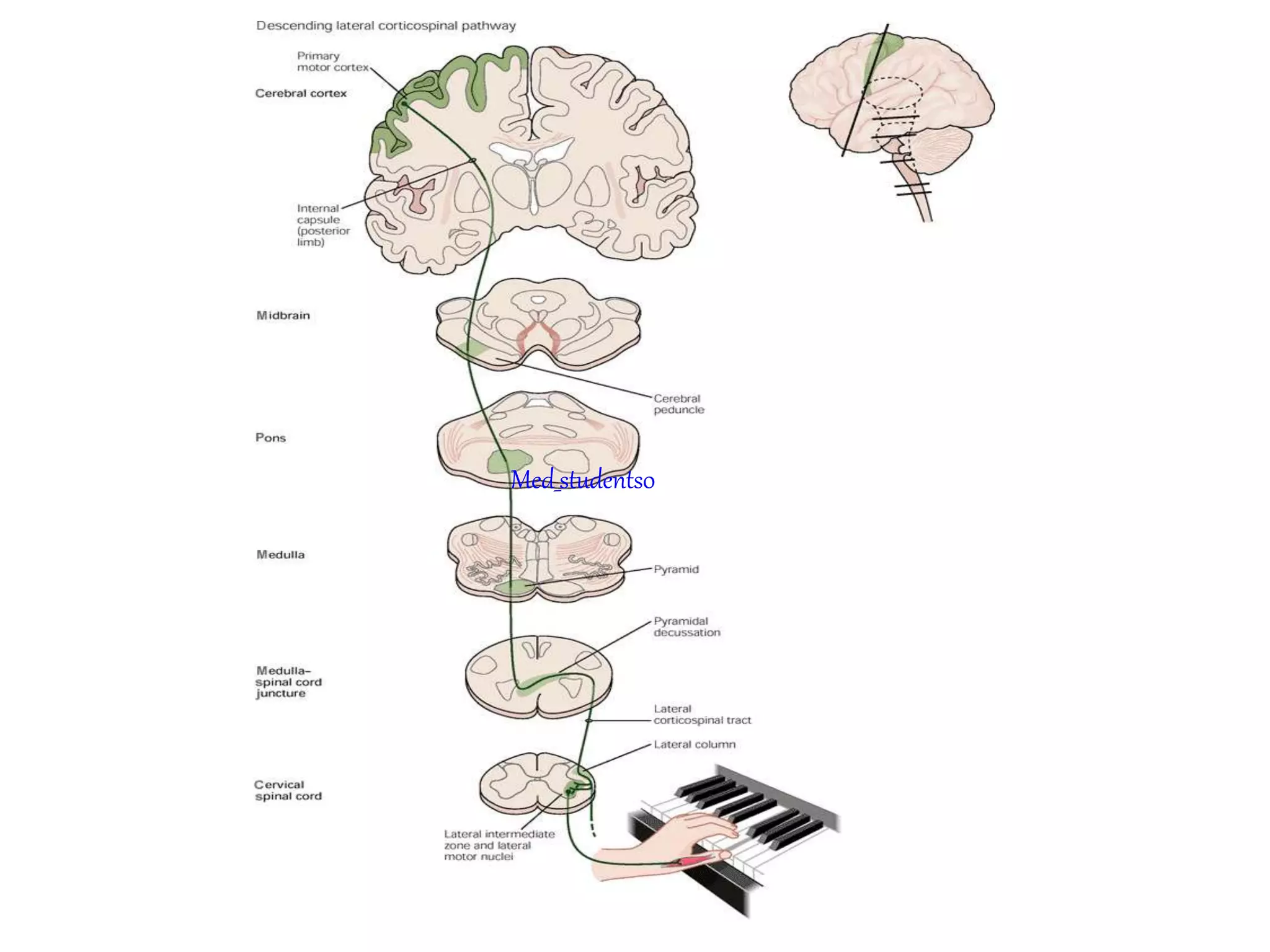pyramidal, extrapyramidal pathways | PPT