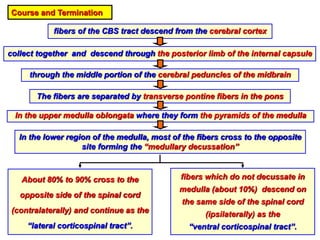 pyramidal, extrapyramidal pathways | PPT