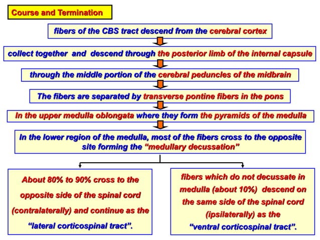 Pyramidal Extrapyramidal Pathways Ppt