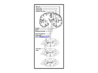 pyramidal, extrapyramidal pathways | PPT