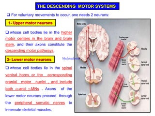 pyramidal, extrapyramidal pathways | PPT