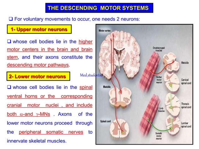 pyramidal, extrapyramidal pathways | PPT
