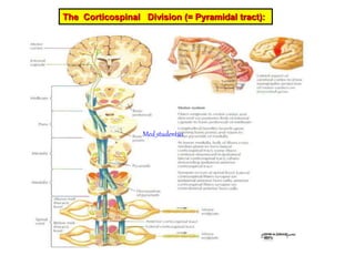 pyramidal, extrapyramidal pathways | PPT