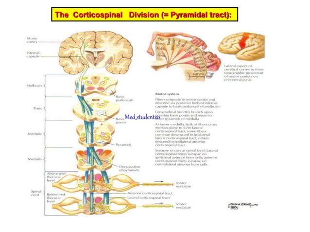 pyramidal, extrapyramidal pathways | PPT
