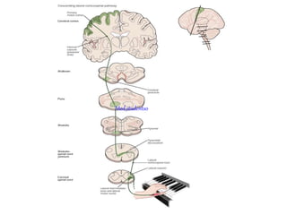 pyramidal, extrapyramidal pathways | PPT