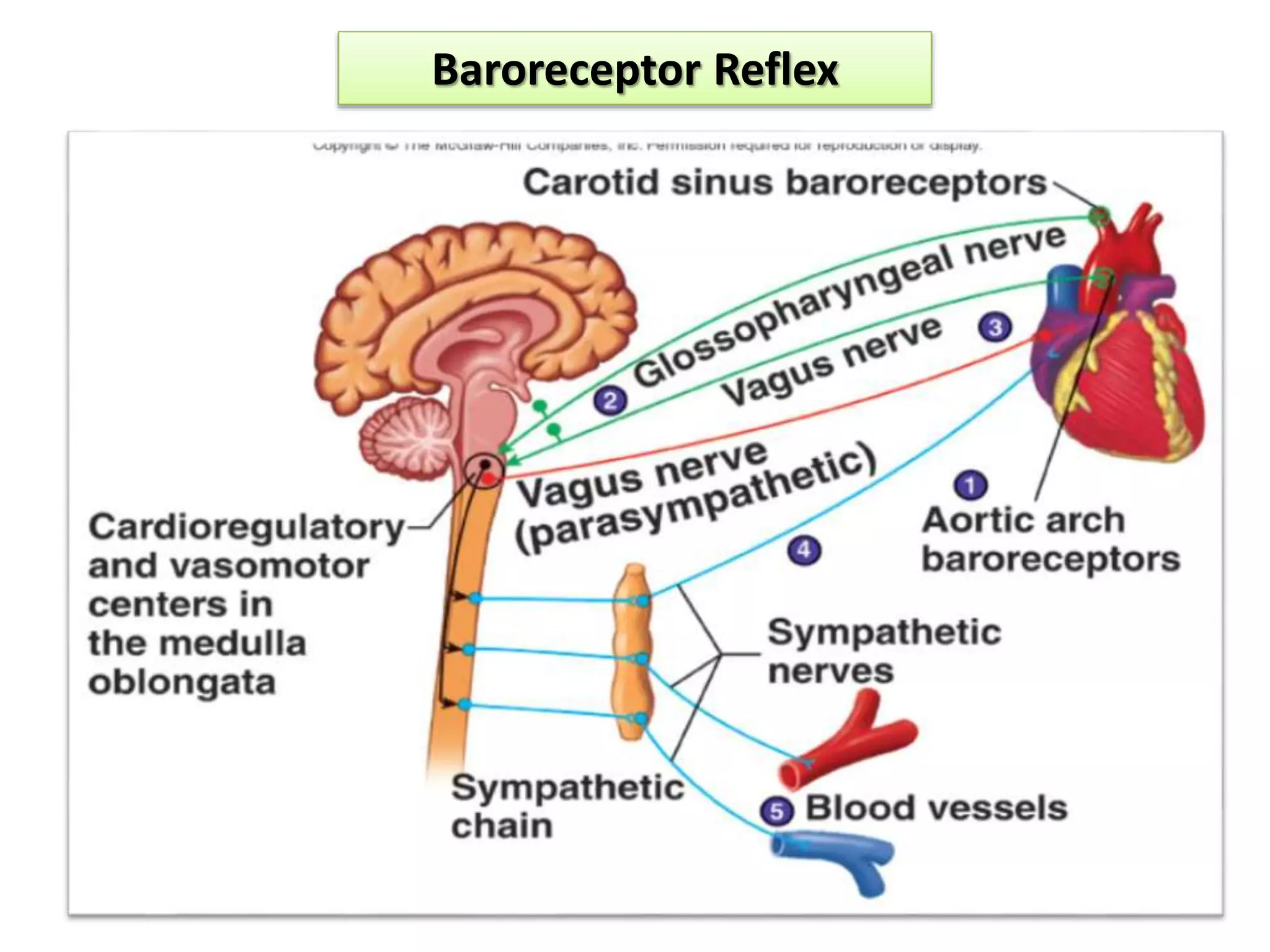 Human reflexes | PPTX