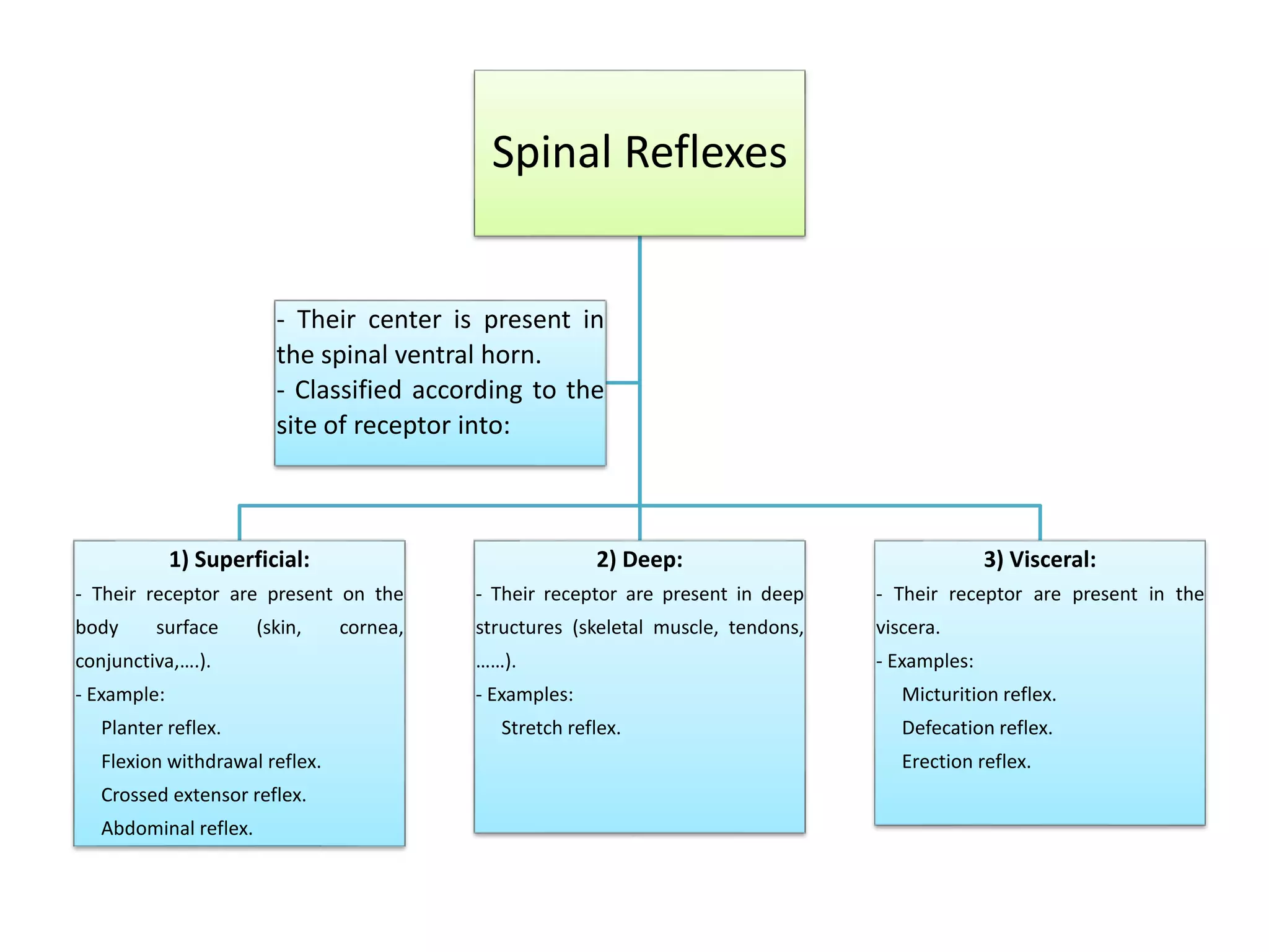 Human reflexes | PPTX