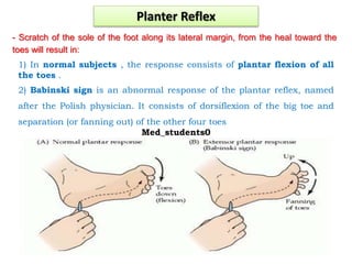 Human reflexes | PPTX