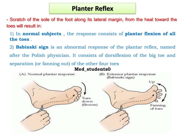 Human reflexes | PPTX