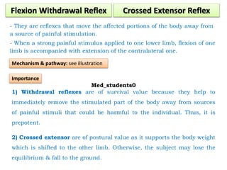 Human reflexes | PPTX