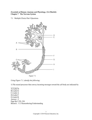 Essentials of Human Anatomy and Physiology 12th Edition Marieb Test ...
