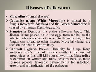 1399_sericulture ppt.pptx