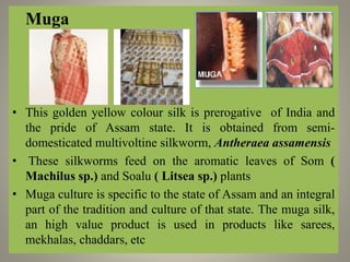 1399_sericulture ppt.pptx