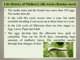 Silkworm Life Cycle Ppt