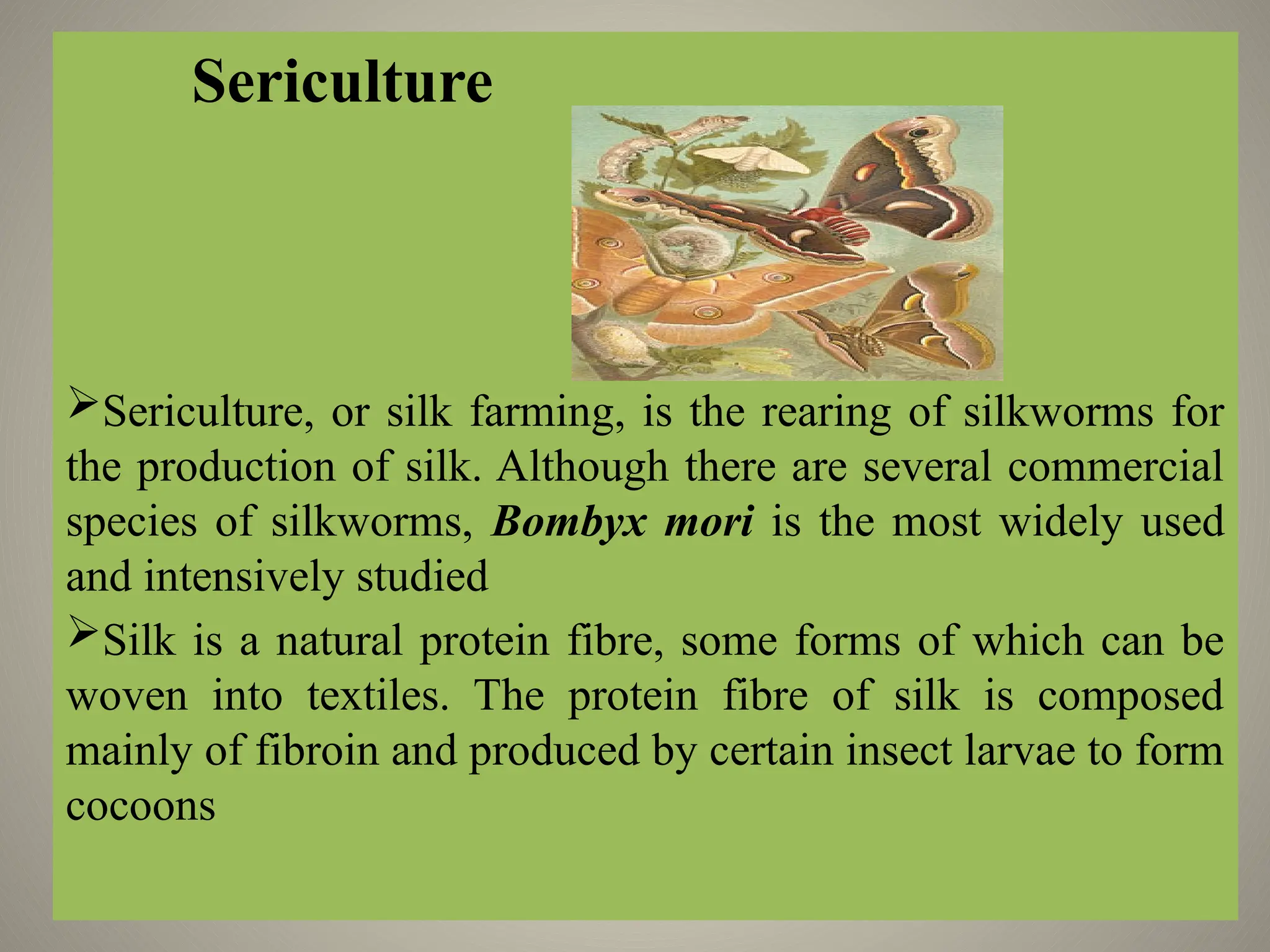 sericulture and different spp of silk worms ppt.pptx