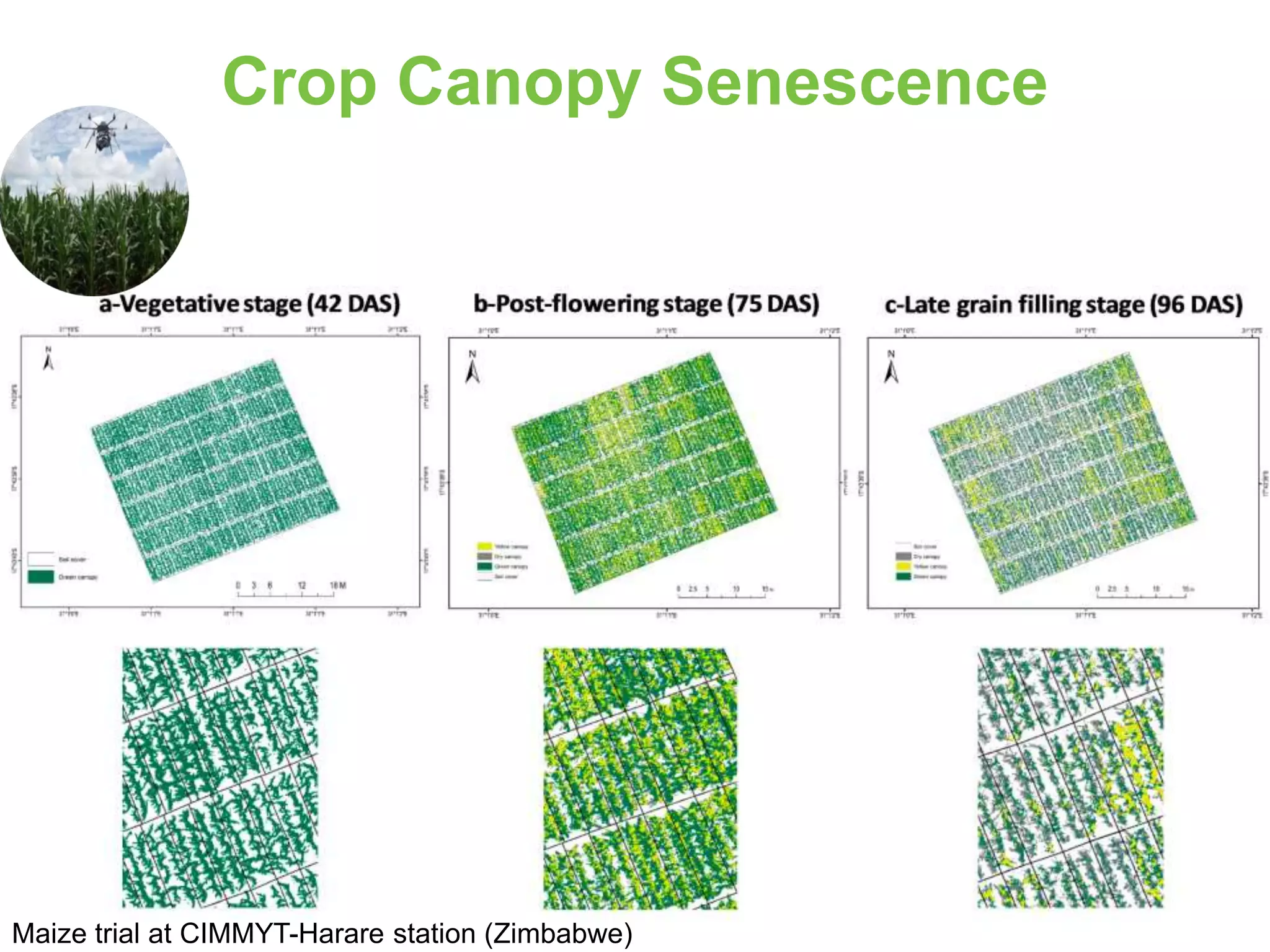 High-throughput field-based phenotyping in maize | PPT
