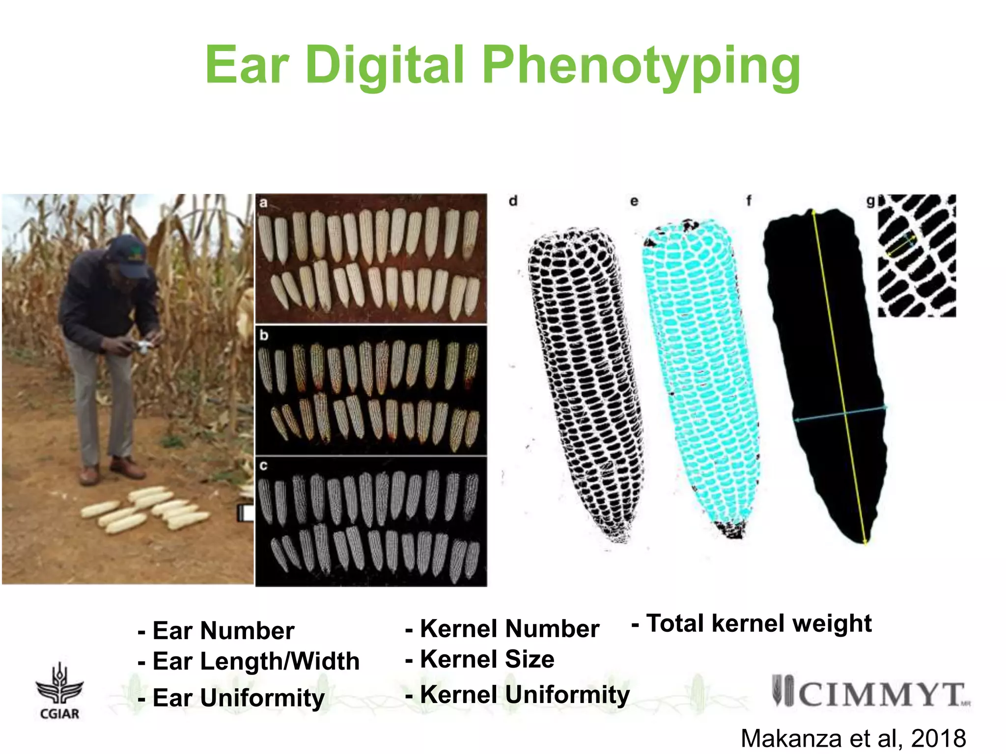 High-throughput field-based phenotyping in maize | PPT