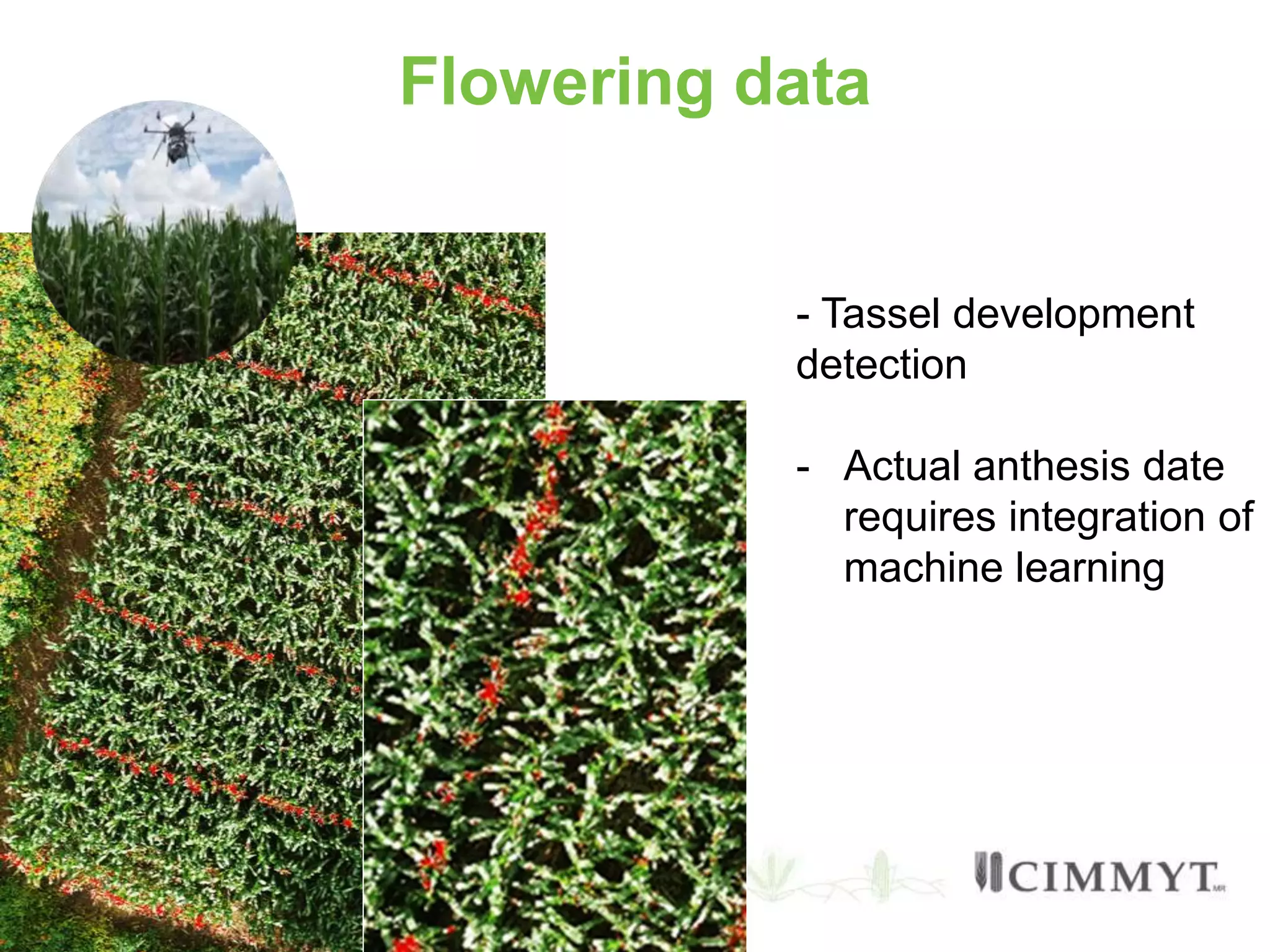 High-throughput field-based phenotyping in maize | PPT