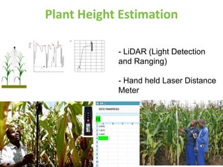 High-throughput field-based phenotyping in maize | PPT