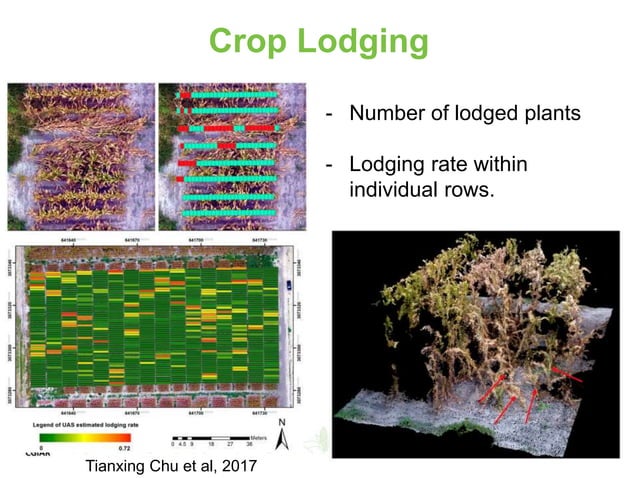 High-throughput field-based phenotyping in maize | PPT