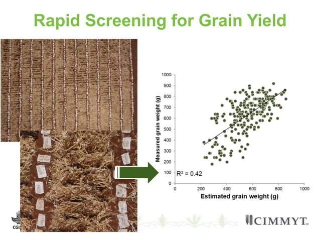 High-throughput field-based phenotyping in maize | PPT