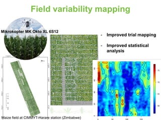 High-throughput field-based phenotyping in maize | PPT