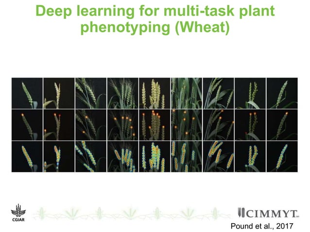 High-throughput field-based phenotyping in maize | PPT