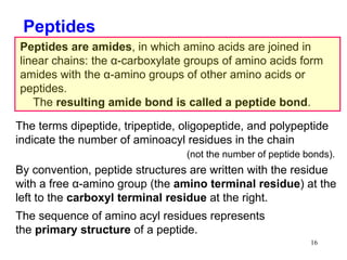 13 amino acids__peptides | PPT
