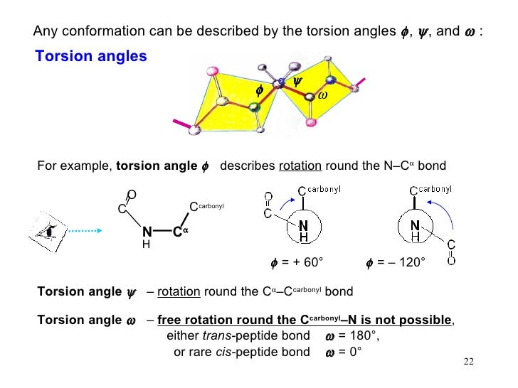 13 amino acids__peptides