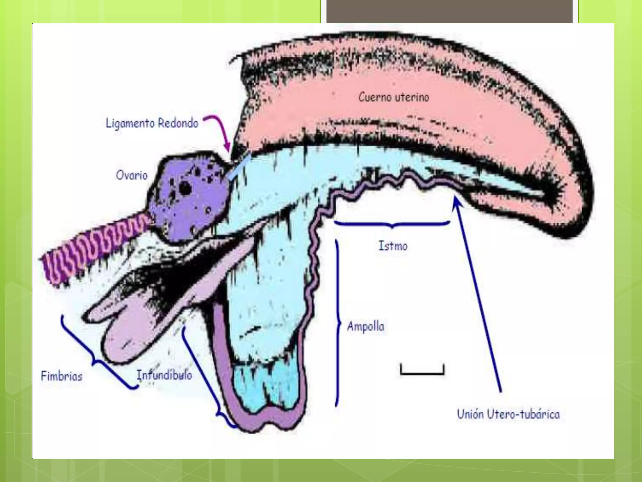 Anatomía reproductiva en caprinos | PPTX