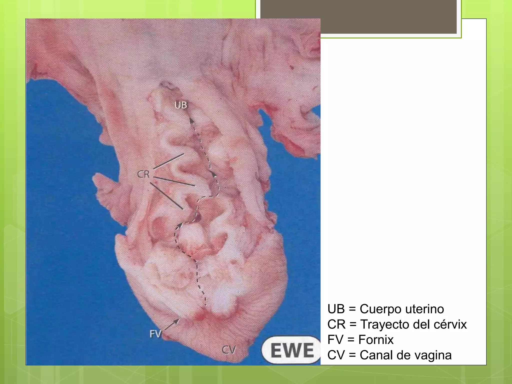Anatomía reproductiva en caprinos | PPT