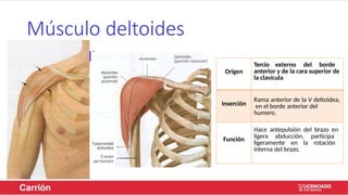 13_anatomia_y_fisiologia en el ser humano | PPTX