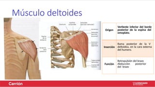 13_anatomia_y_fisiologia en el ser humano | PPTX