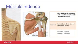 13_anatomia_y_fisiologia en el ser humano | PPTX